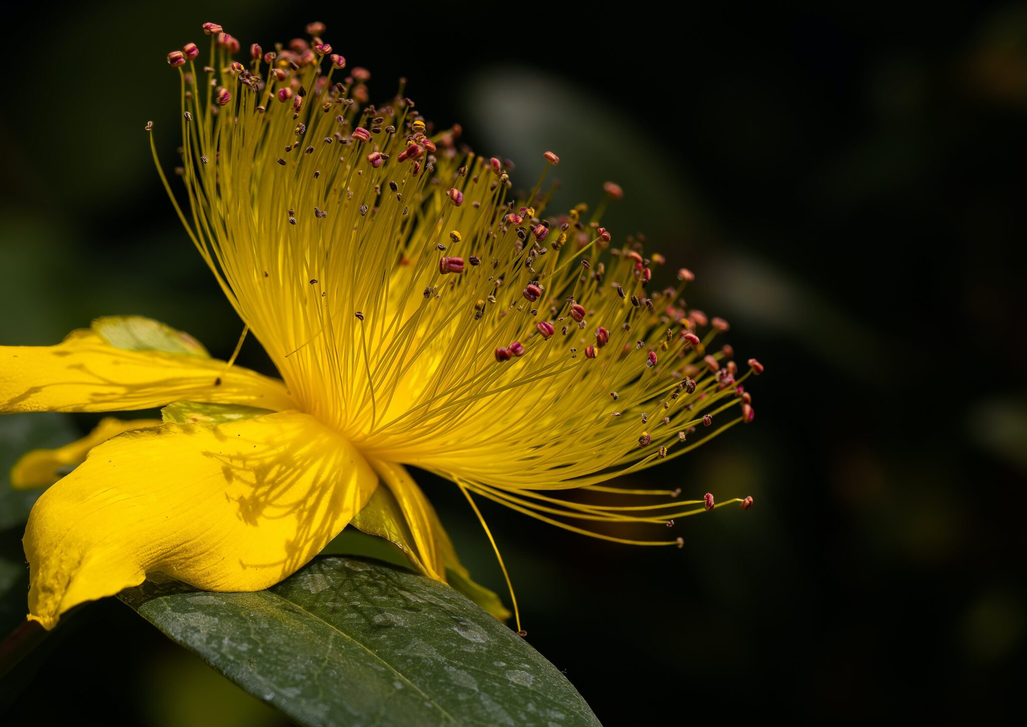 Perikon - Kliniklasota
